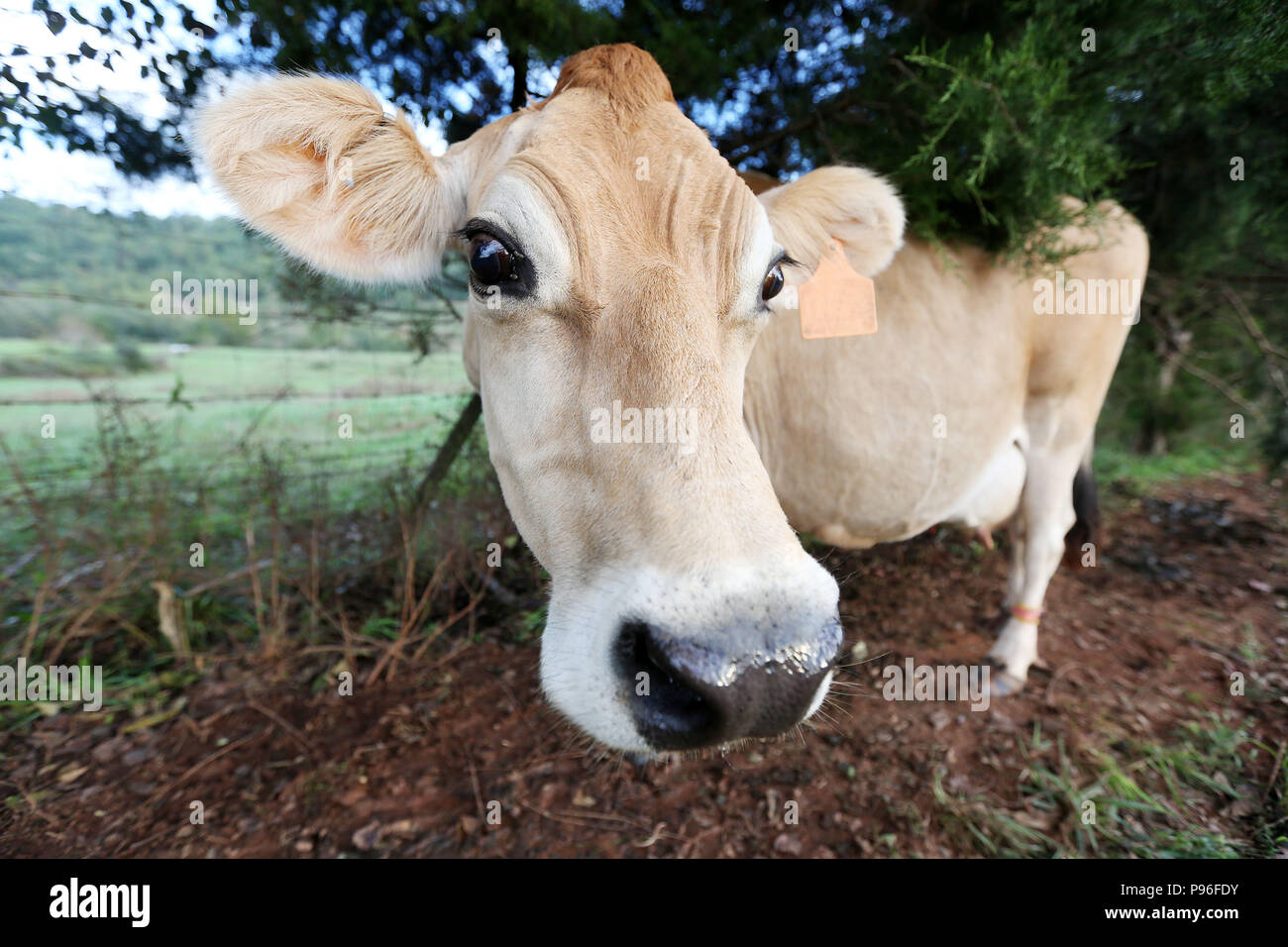 Distorted cow nose hi-res stock photography and images - Alamy