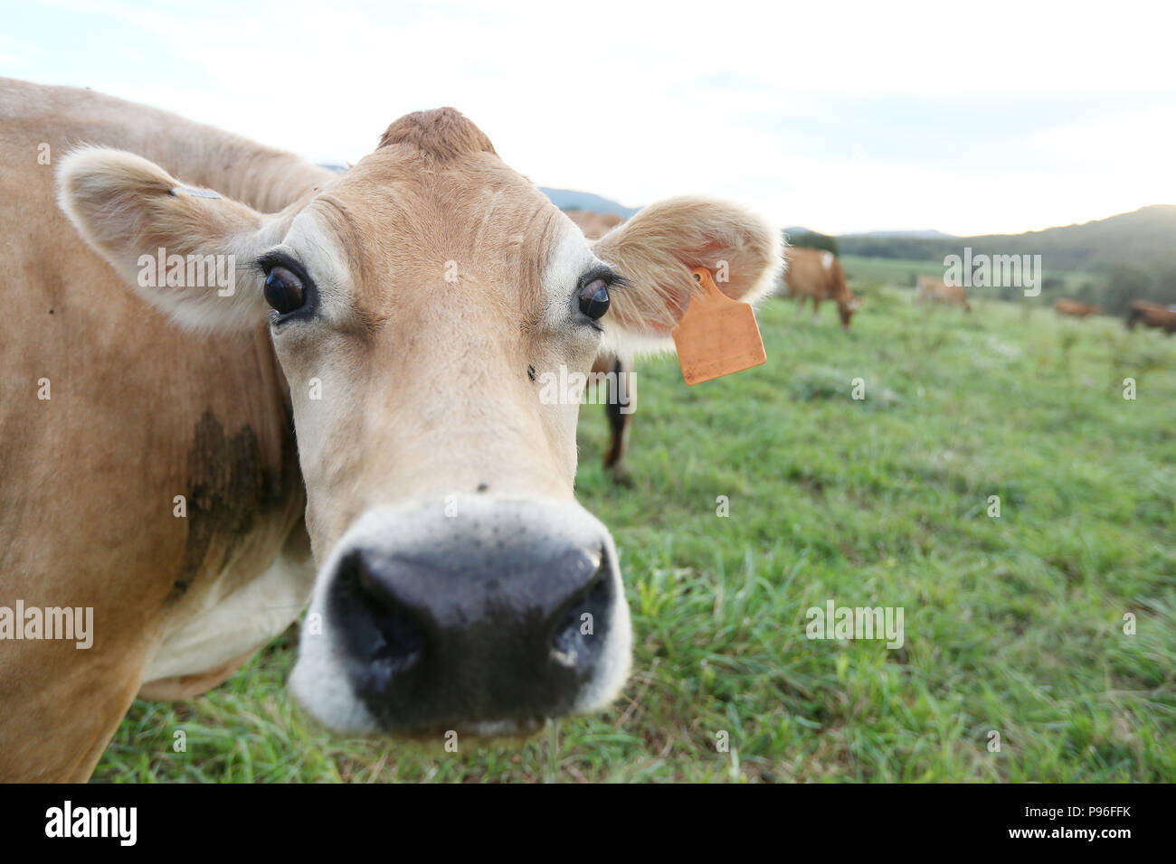 Cow on farm. Photo credit: Katherine Penn Stock Photo - Alamy