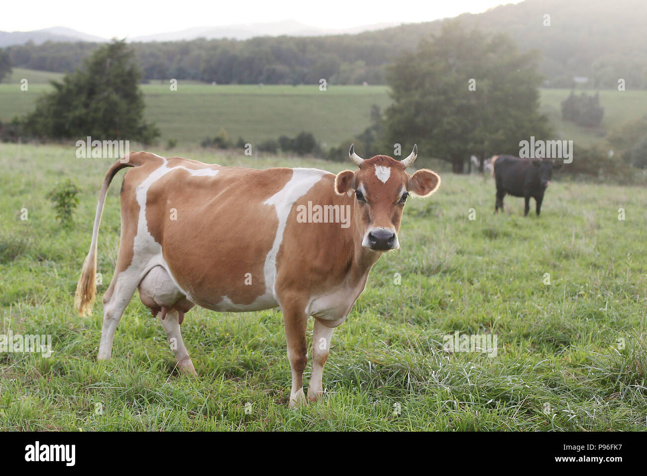 Cow on farm. Photo credit: Katherine Penn Stock Photo - Alamy