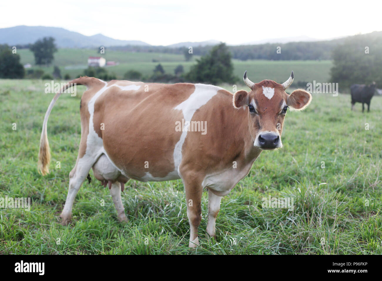 Cow on farm. Photo credit: Katherine Penn Stock Photo - Alamy