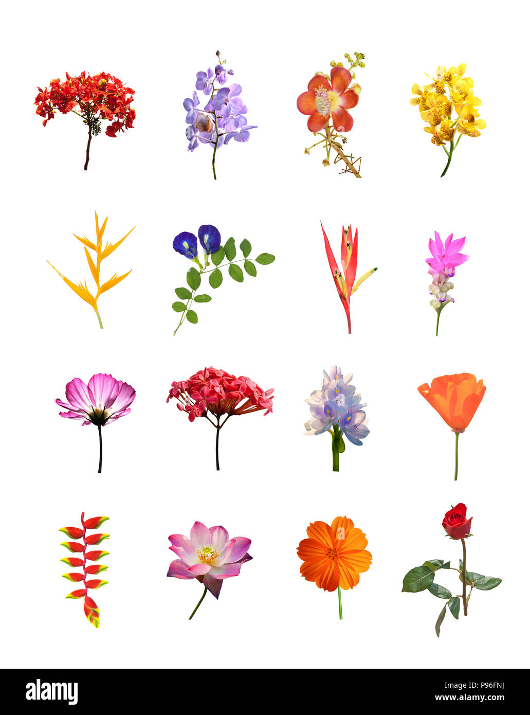 set of flowers isolated on white background Stock Photo - Alamy