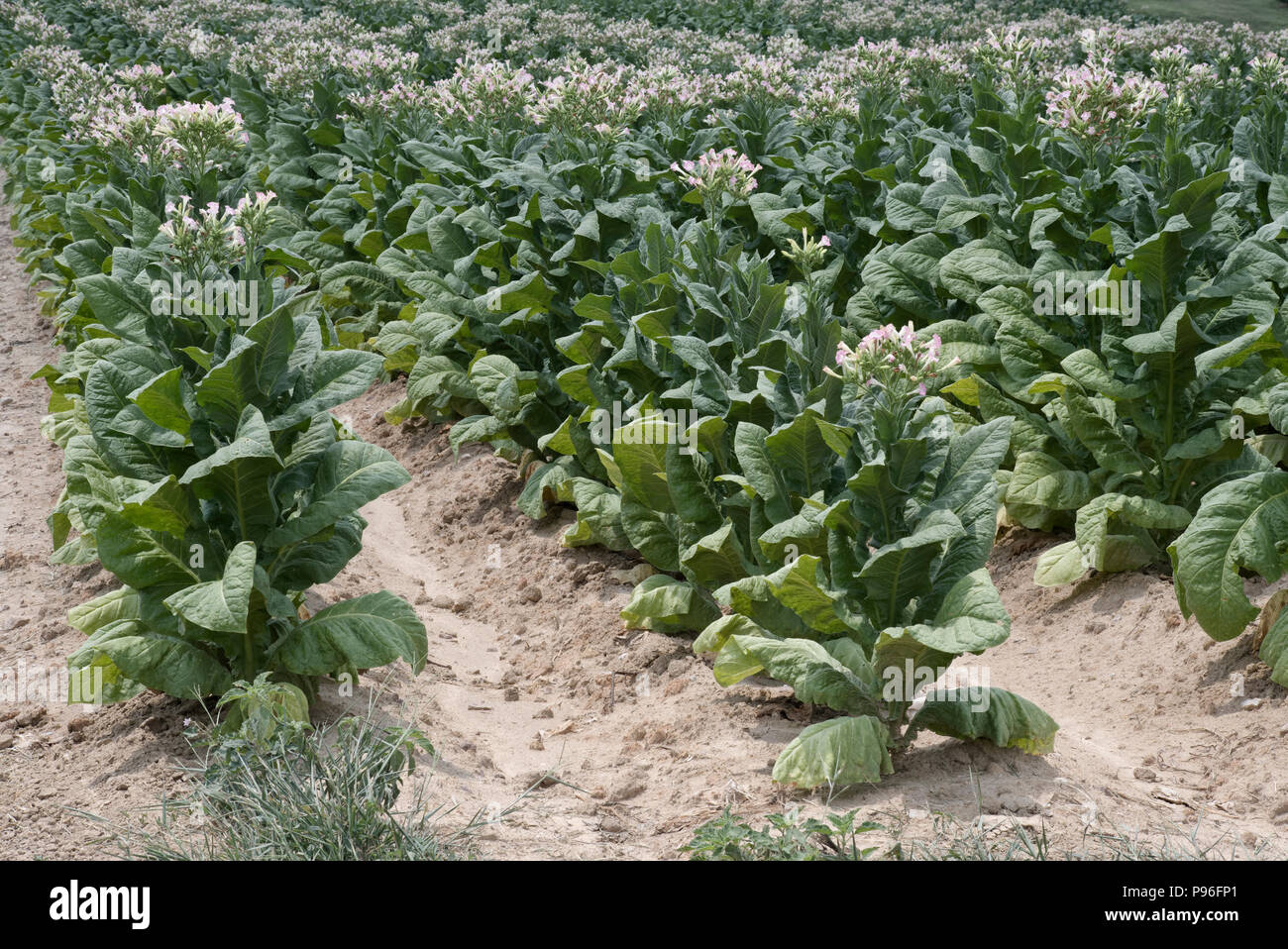 Flowering tobacco plant hi-res stock photography and images - Alamy