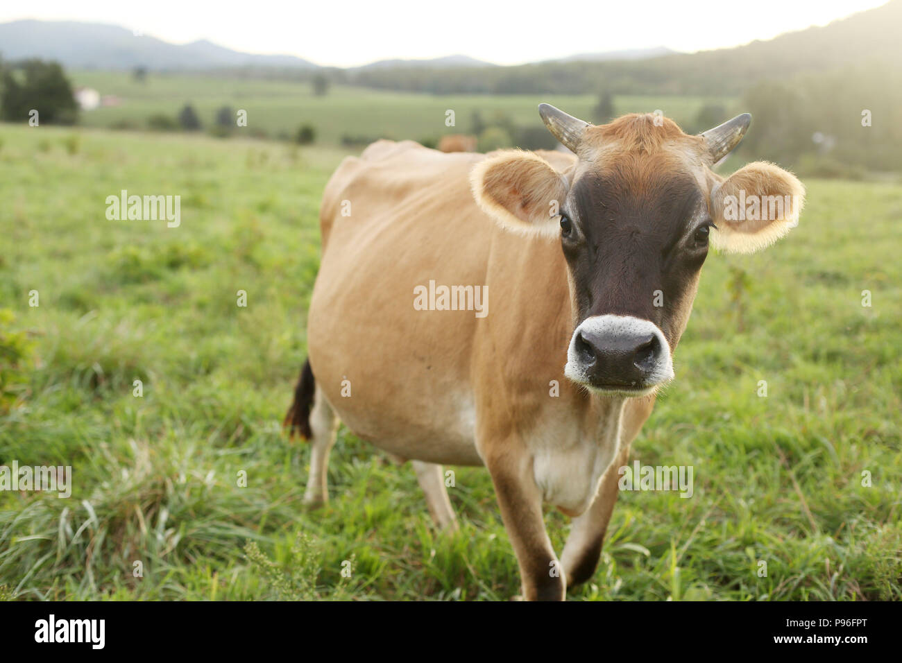 Cow on farm. Photo credit: Katherine Penn Stock Photo - Alamy