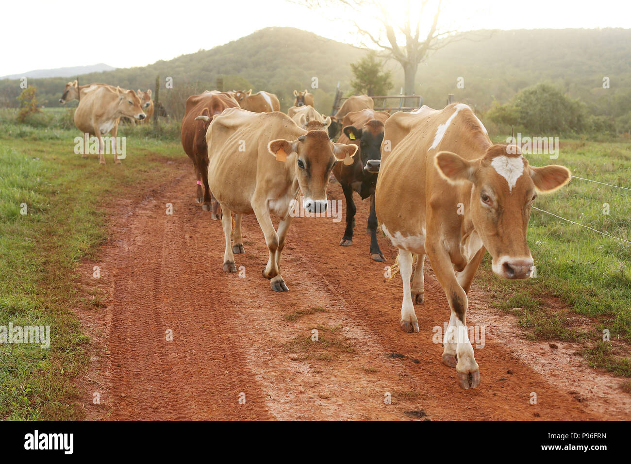 Cow on farm. Photo credit: Katherine Penn Stock Photo - Alamy