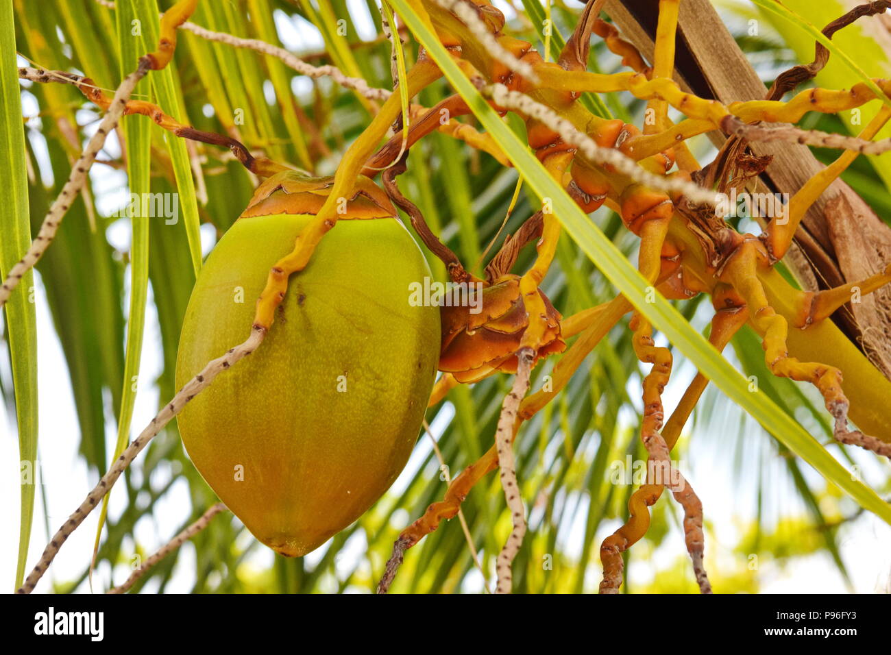 Polar bear plunge event hi-res stock photography and images - Alamy