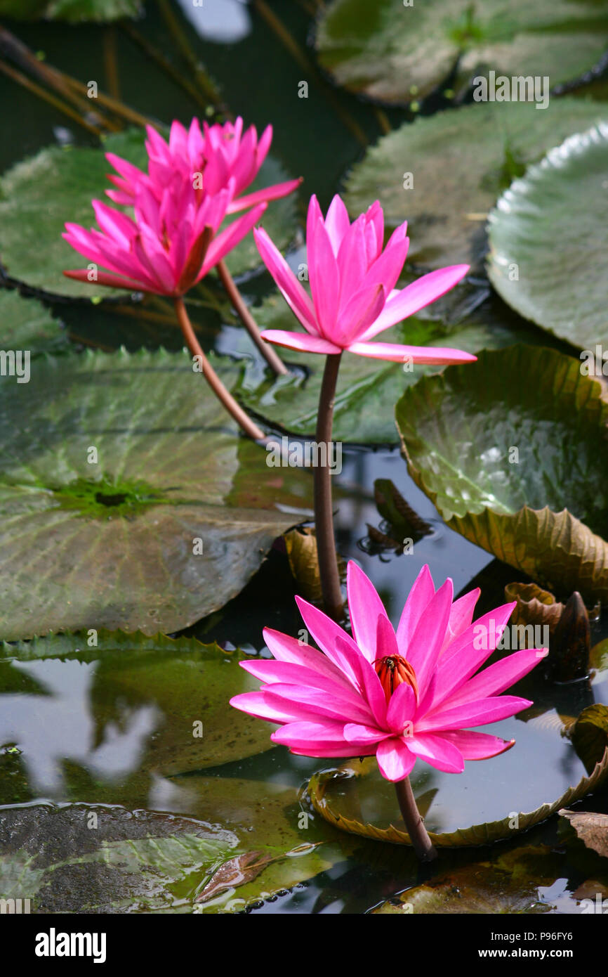 Four Pink lotus with green lotus leaves Stock Photo - Alamy