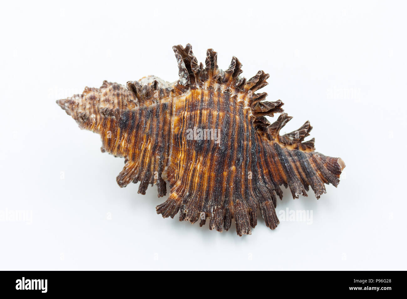 Brown sea shell on white background Stock Photo - Alamy