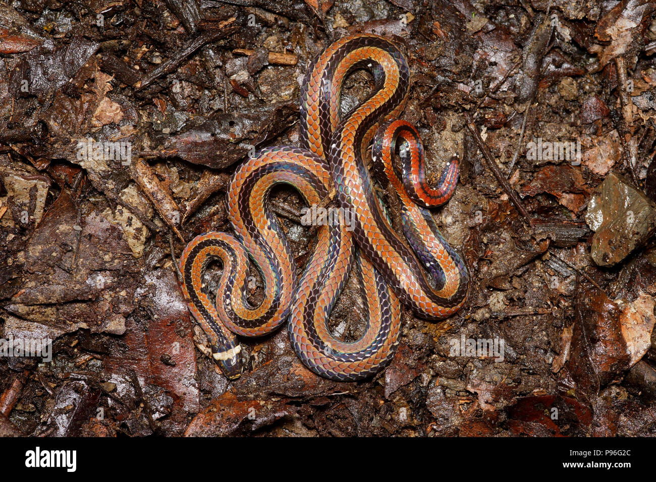 Sinomicrurus sauteri Taiwan Coral Snake Stock Photo - Alamy