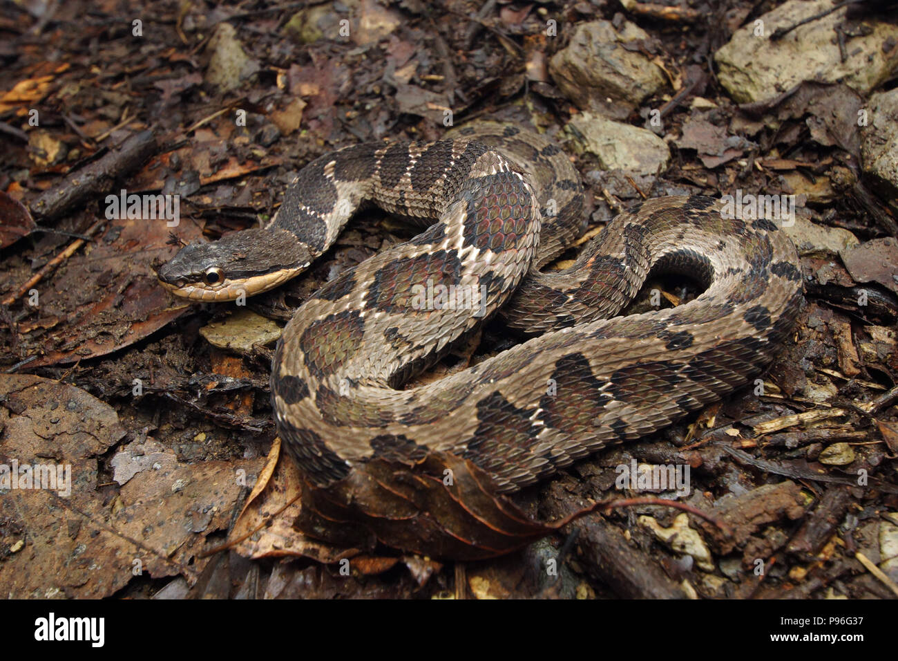 Habu snake hi-res stock photography and images - Alamy