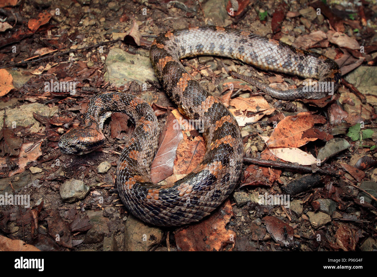 taiwan mountain pit viper Ovophis makazayazaya monticola Stock Photo ...