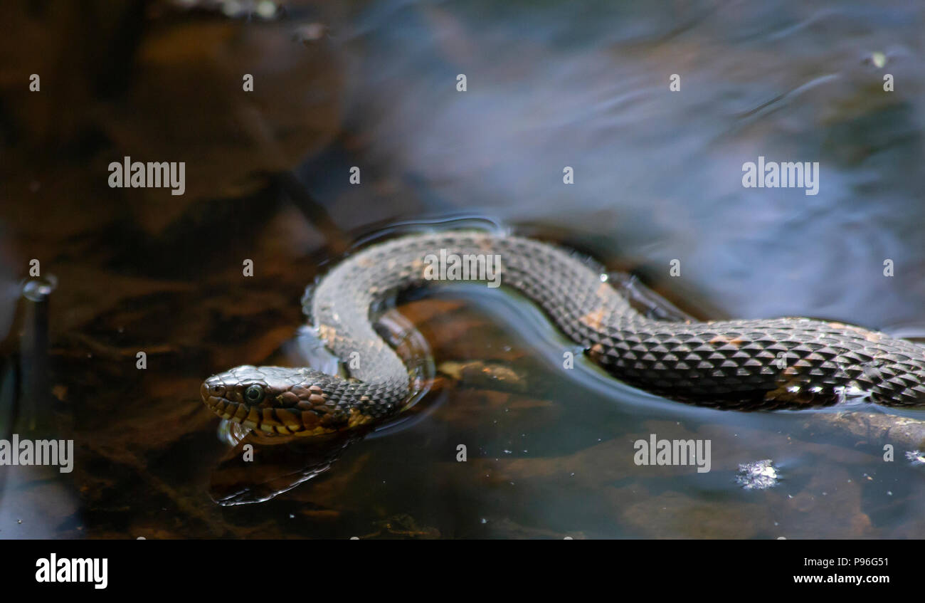 Broad-banded water snake (Nerodia fasciata confluens) swimming in the ...