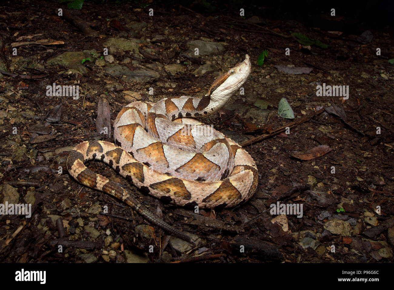 Deinagkistrodon acutus hundred pacer sharp-nosed viper, chinese ...