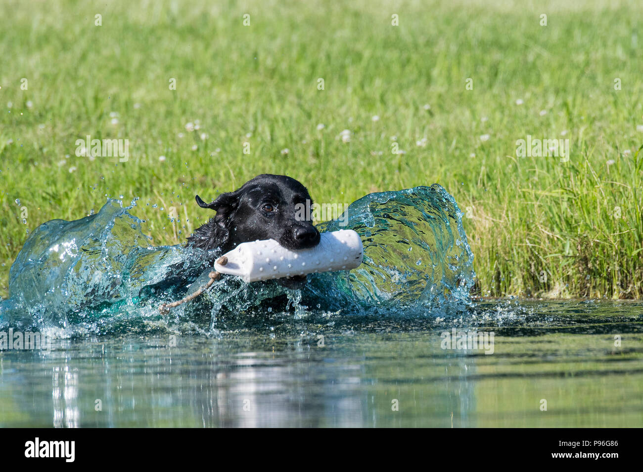 A Black Labrador Retriever training for hunting season Stock Photo - Alamy