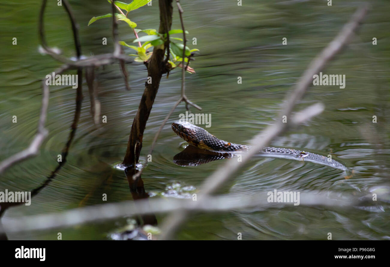 Broad-banded water snake swimming through the shallow edge of a bayou ...