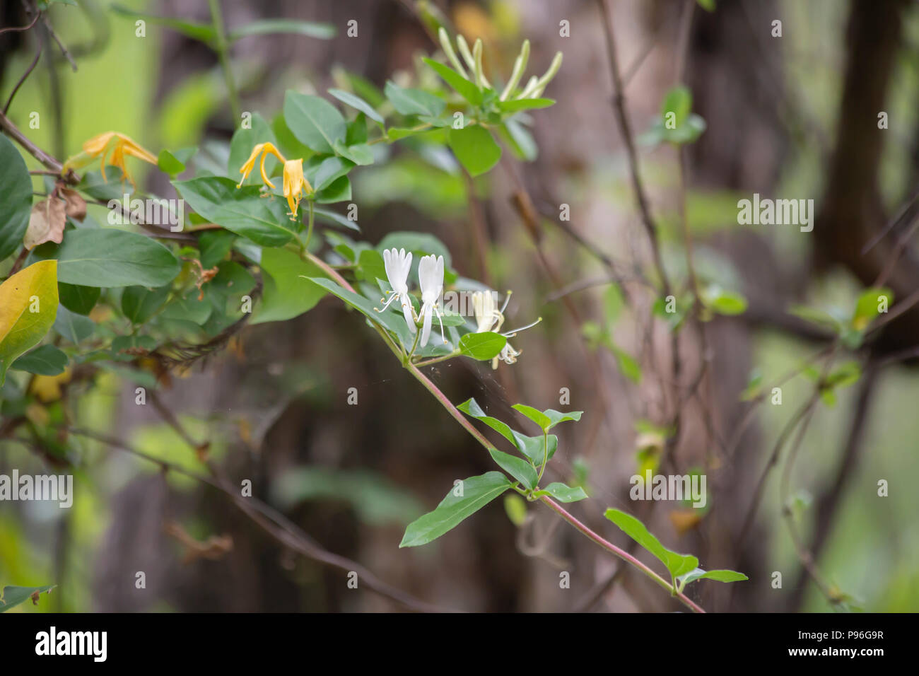 White and yellow honeysuckles (Caprifoliaceae) growing on a vine Stock ...