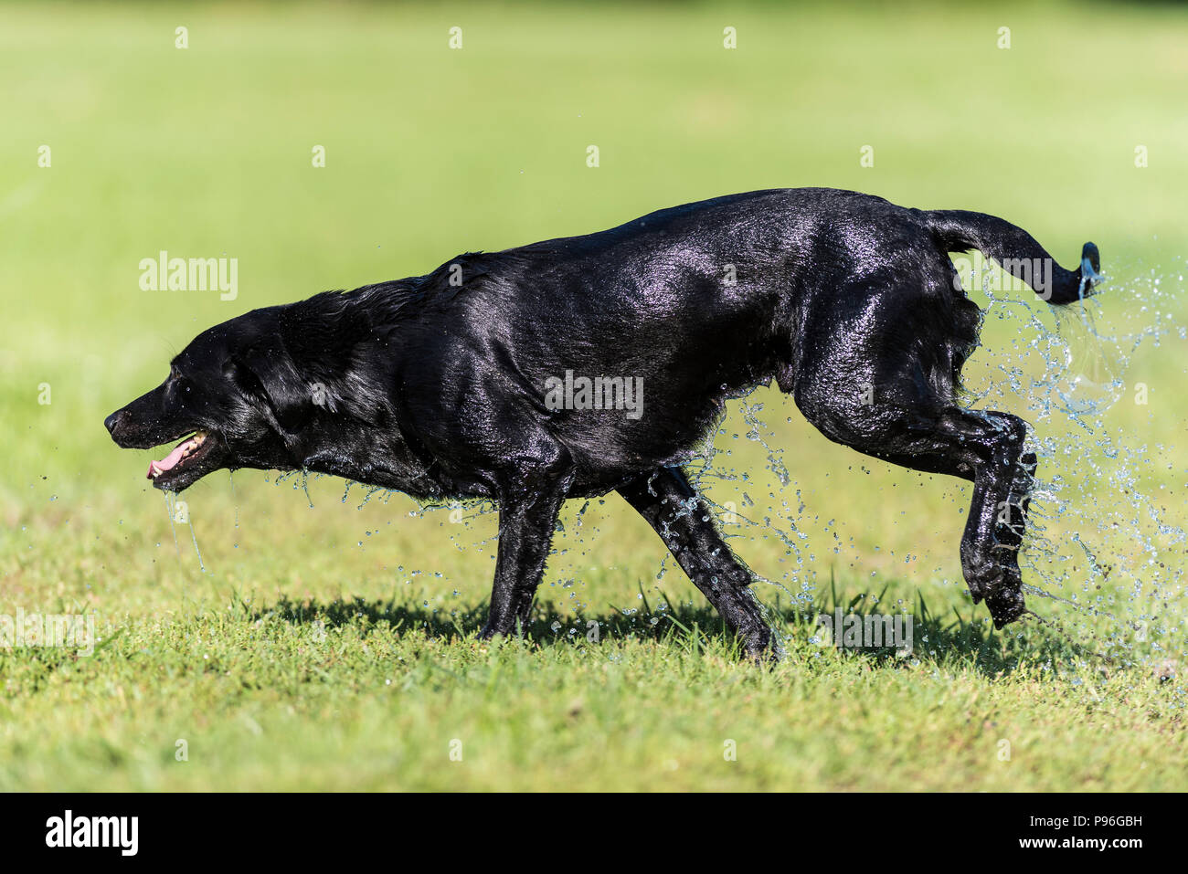 A Black Labrador Retriever training for hunting season Stock Photo - Alamy