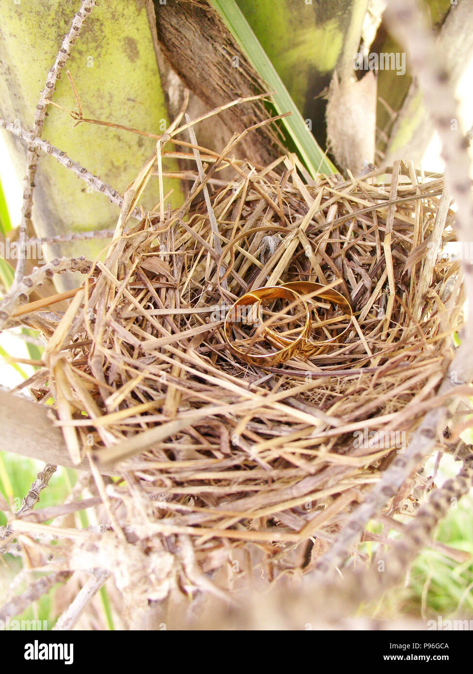 Nest, rings, São Paulo, Brazil Stock Photo - Alamy