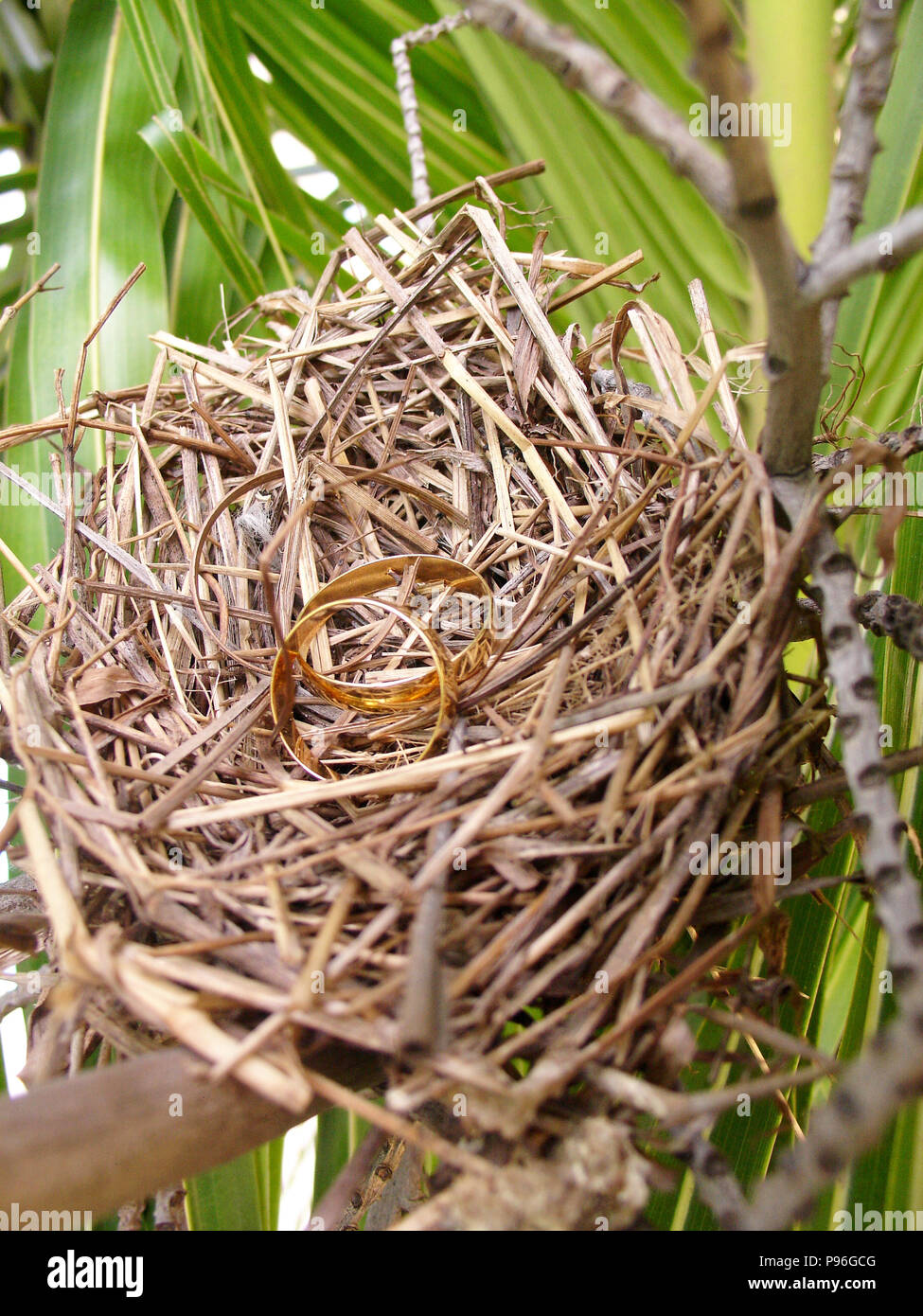 Nest, rings, São Paulo, Brazil Stock Photo - Alamy