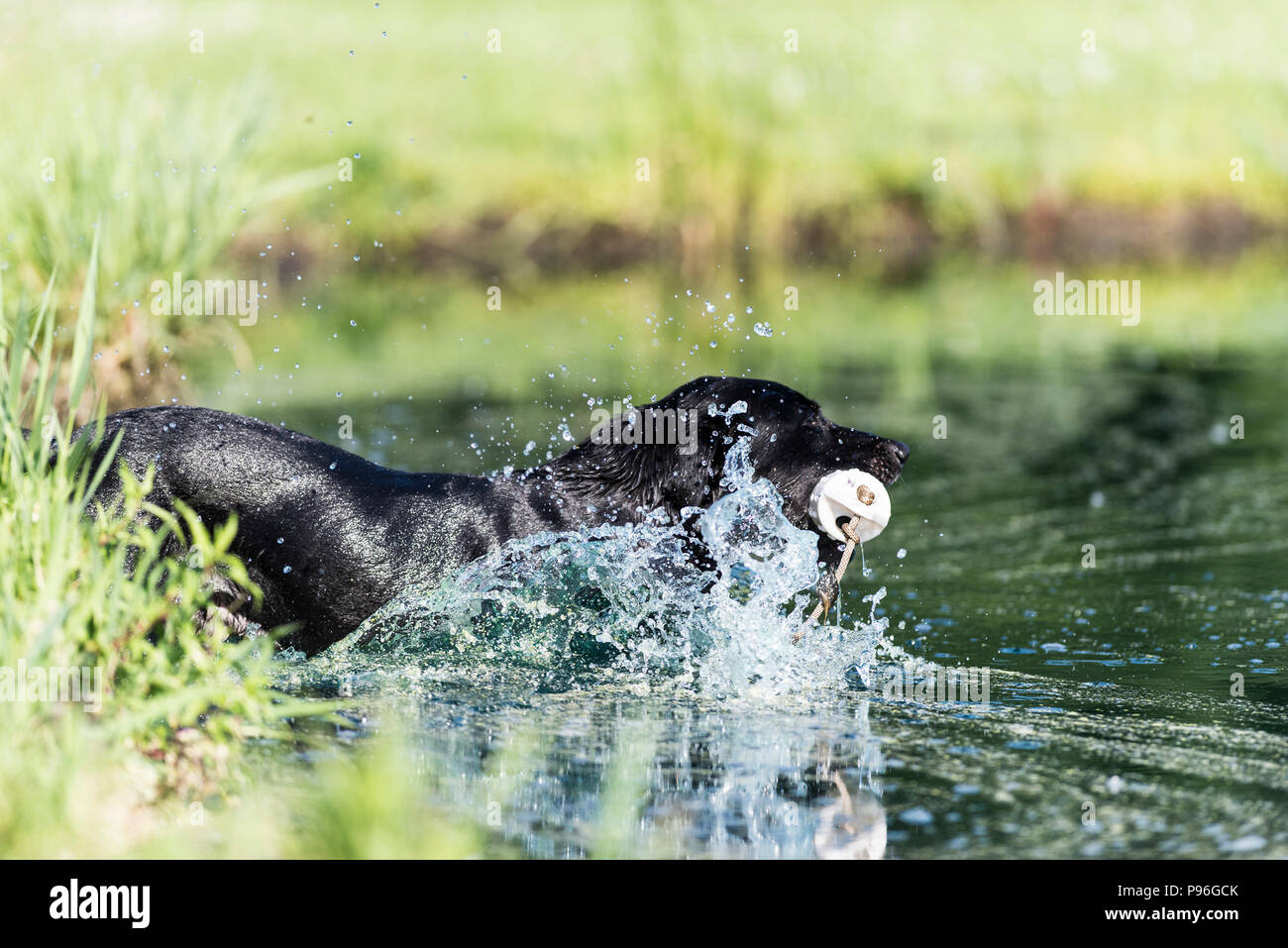 A Black Labrador Retriever training for hunting season Stock Photo - Alamy