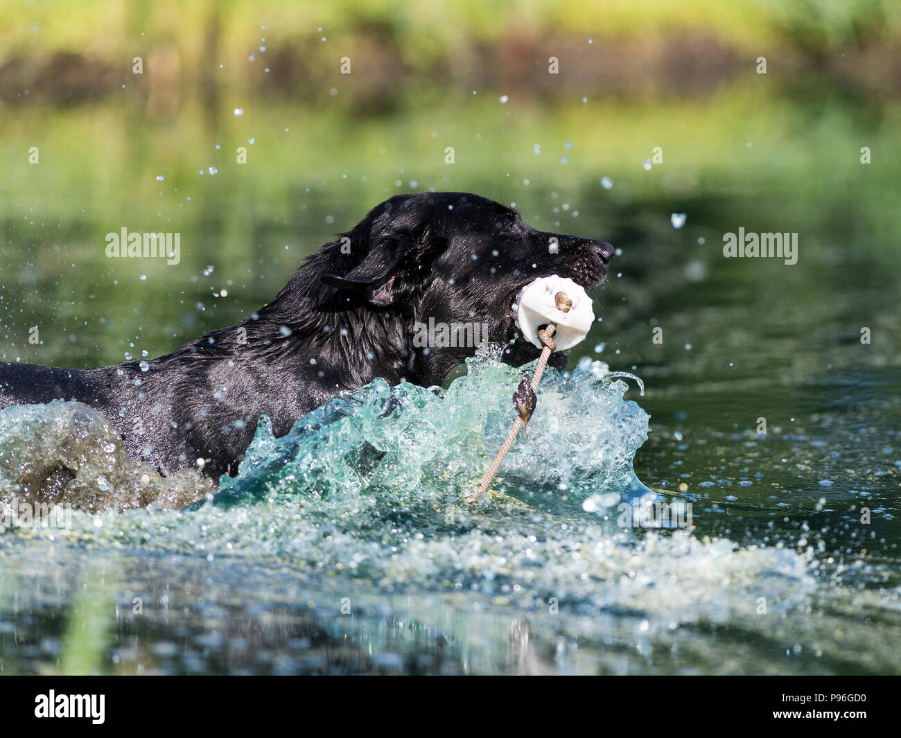A Black Labrador Retriever training for hunting season Stock Photo - Alamy