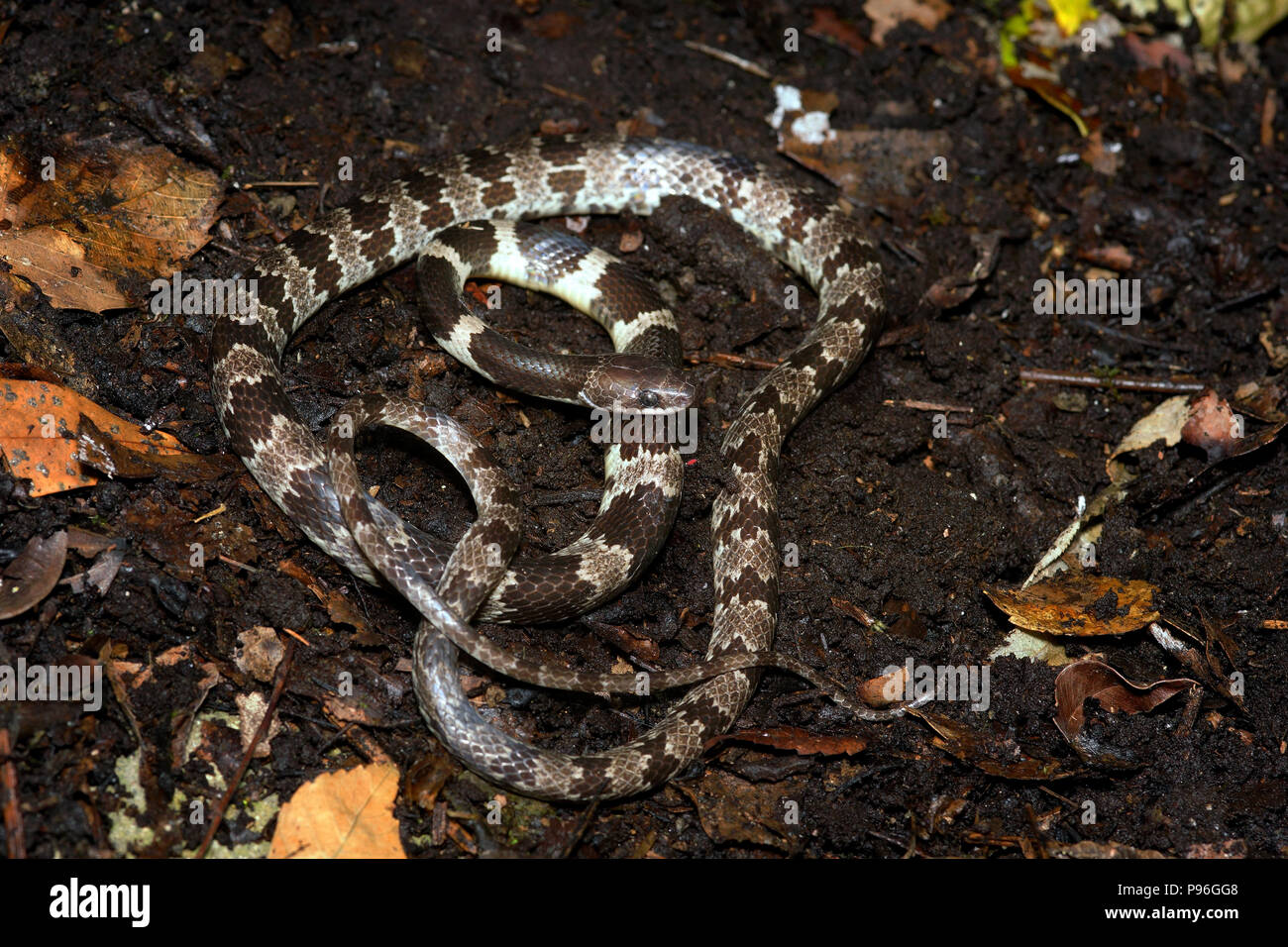 Lycodon ruhstrati Formosa wolf snake mountain Stock Photo - Alamy