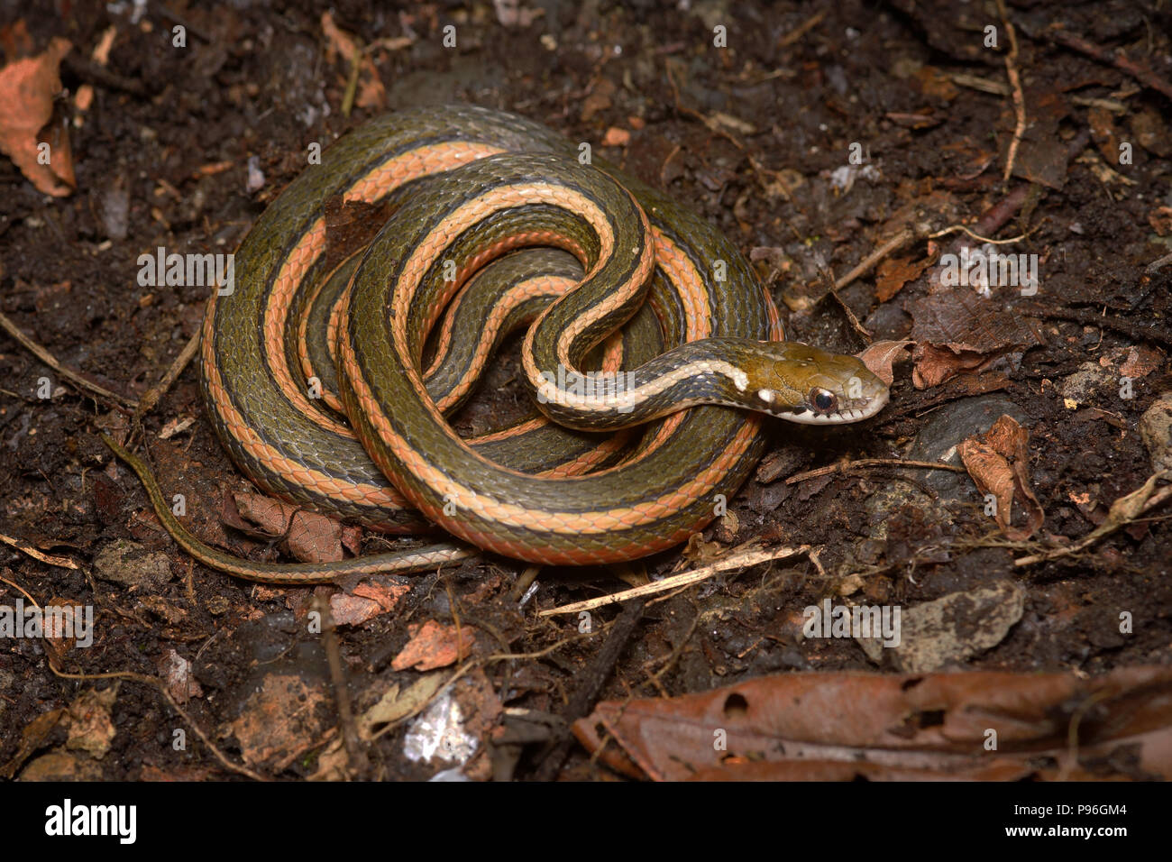 Keelback snake hi-res stock photography and images - Alamy
