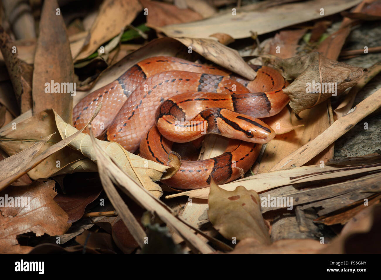Red mountain racer snake hi-res stock photography and images - Alamy