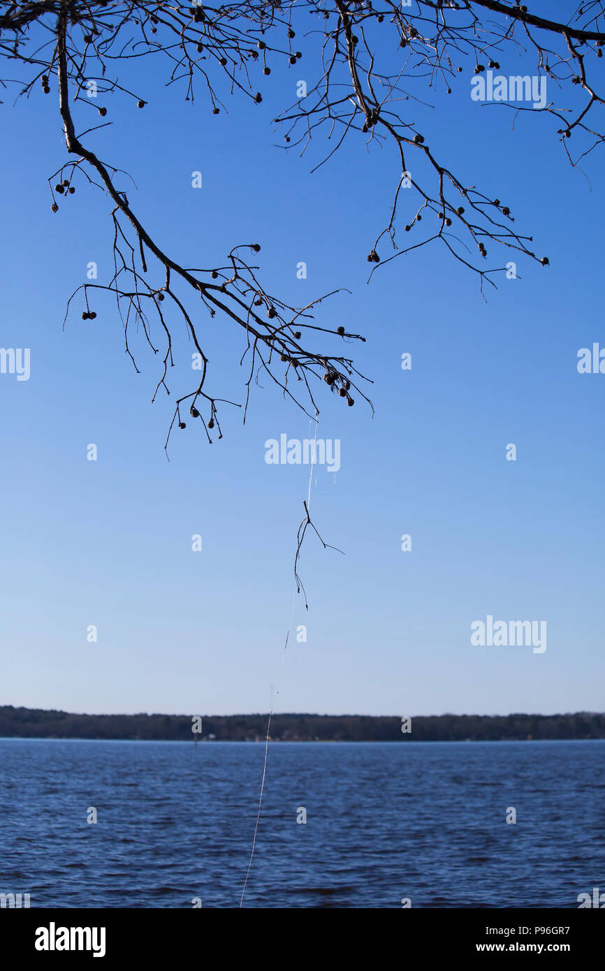 Tangled fishing line hanging from a tree branch Stock Photo - Alamy