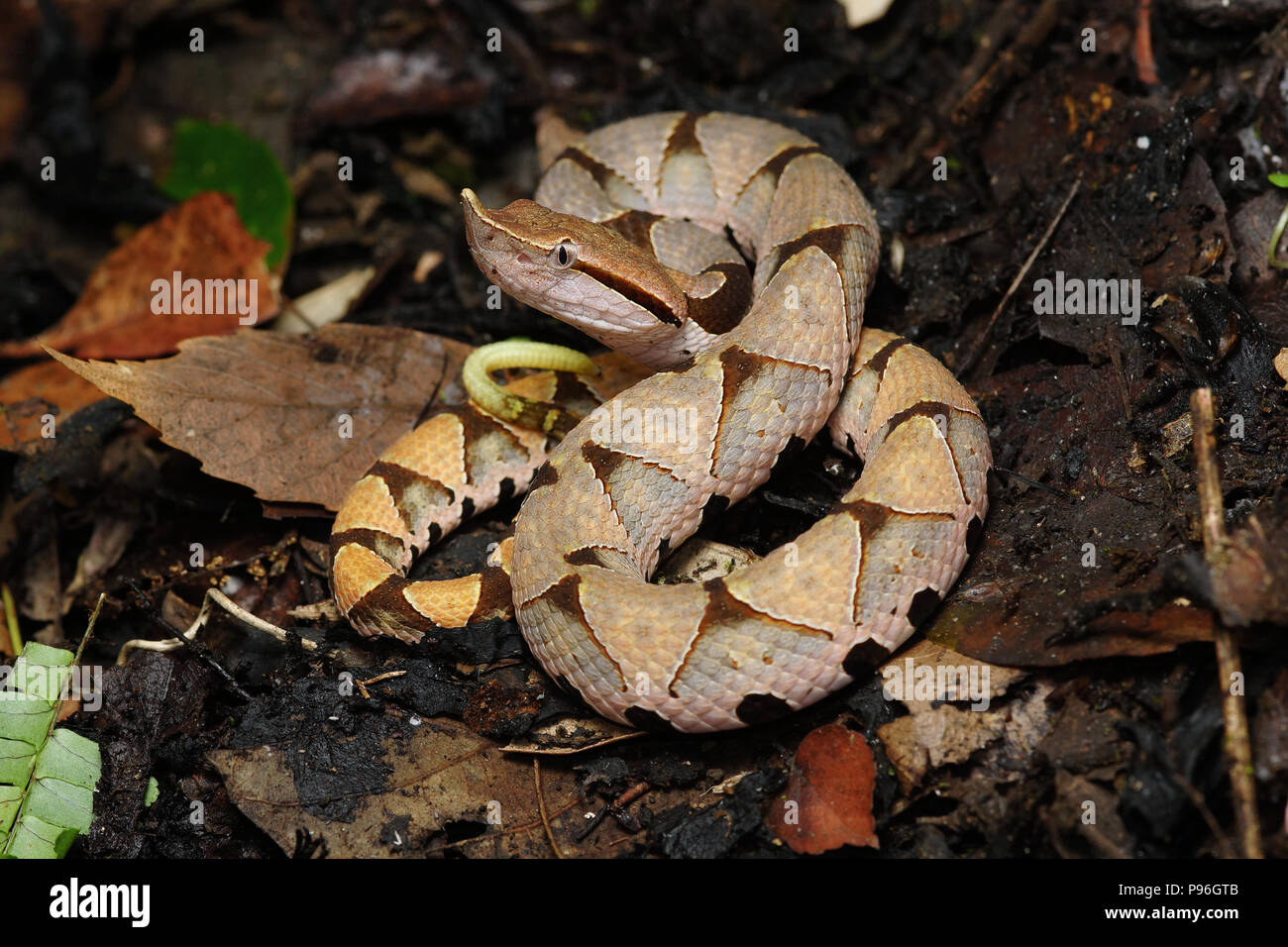 Deinagkistrodon acutus hundred pacer sharp-nosed viper, chinese ...