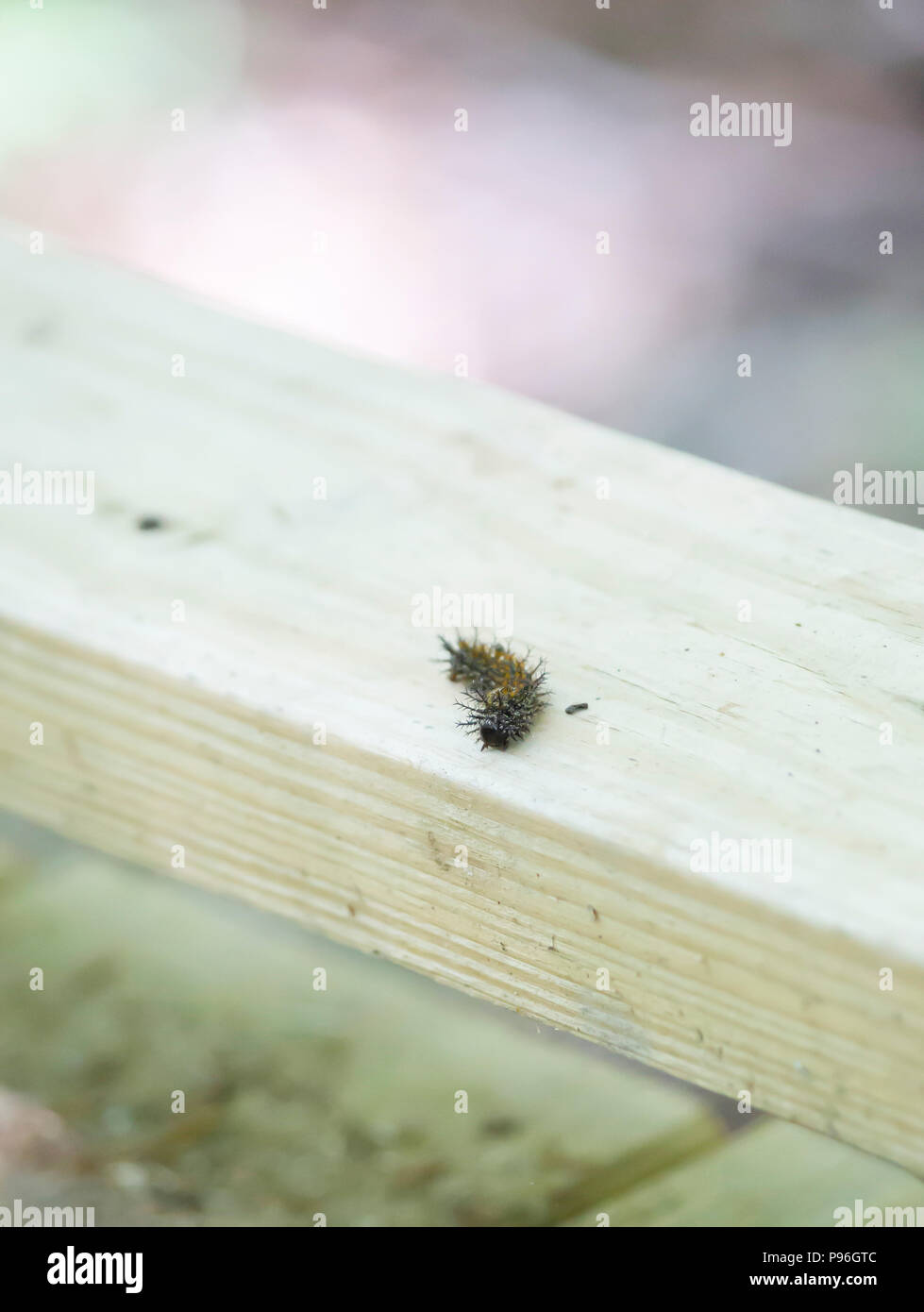 Buck moth caterpillar hi-res stock photography and images - Alamy