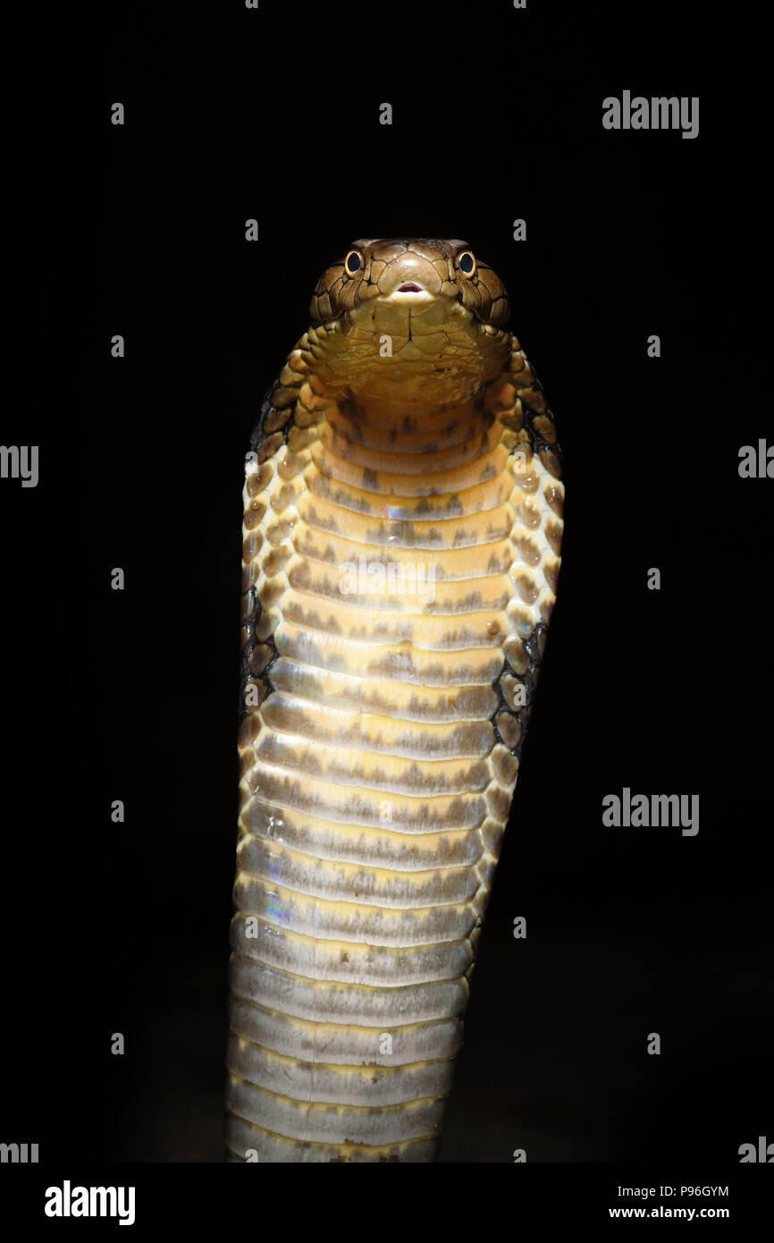 King cobra Ophiophagus hannah Stock Photo - Alamy