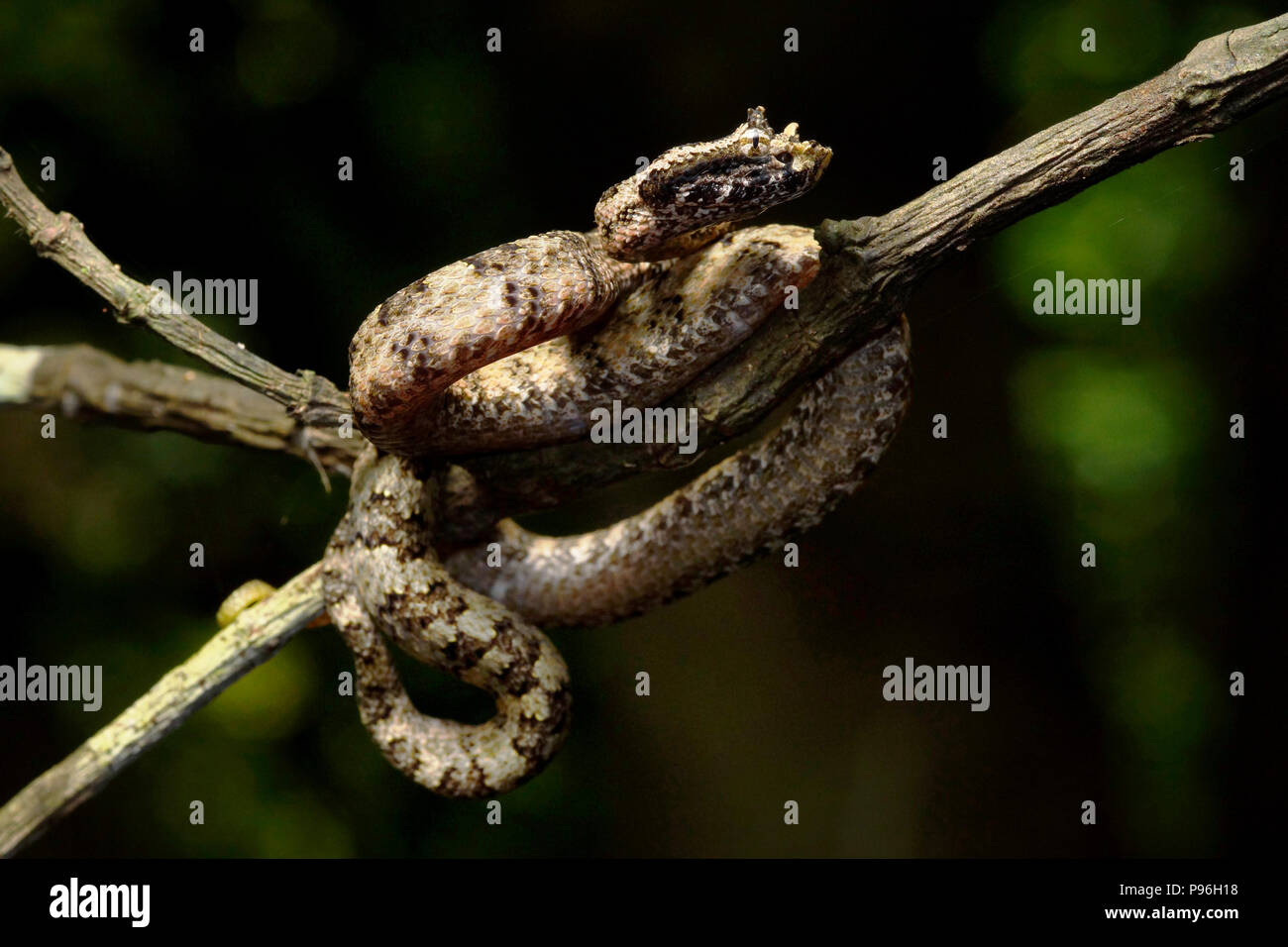 Horned pit viper Trimeresurus cornutus Stock Photo - Alamy