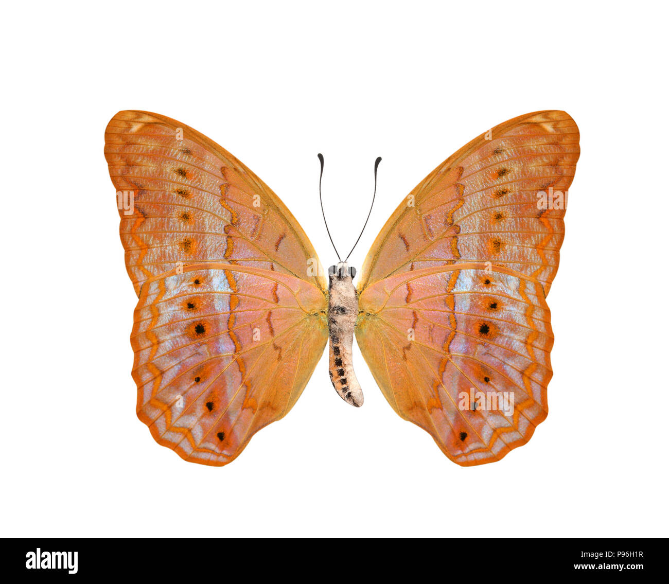 Lime Butterfly lower wing profile isolate on white background.(Papilo ...