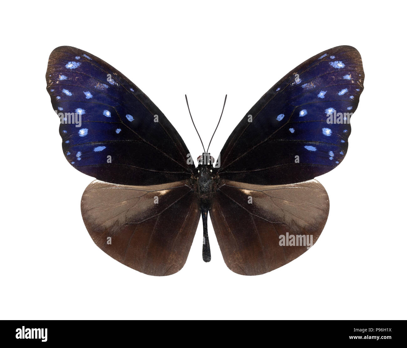 Violet or blue butterfly isolated on white background Stock Photo - Alamy