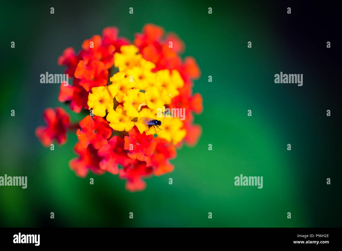 Florets in clusters hi-res stock photography and images - Alamy