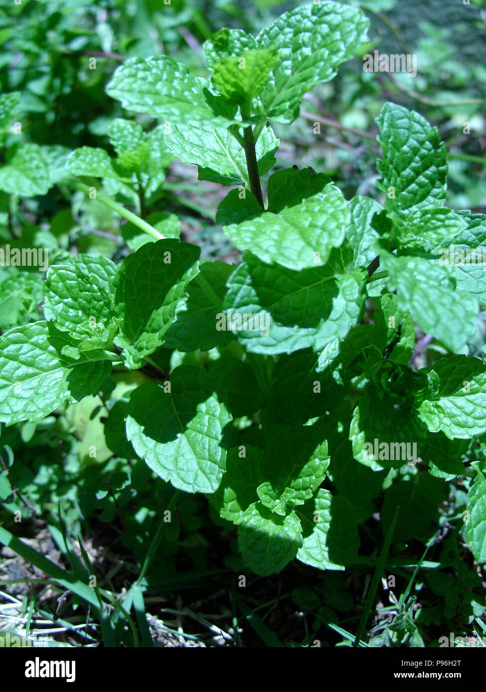 Mint, São Paulo, Brazil Stock Photo - Alamy