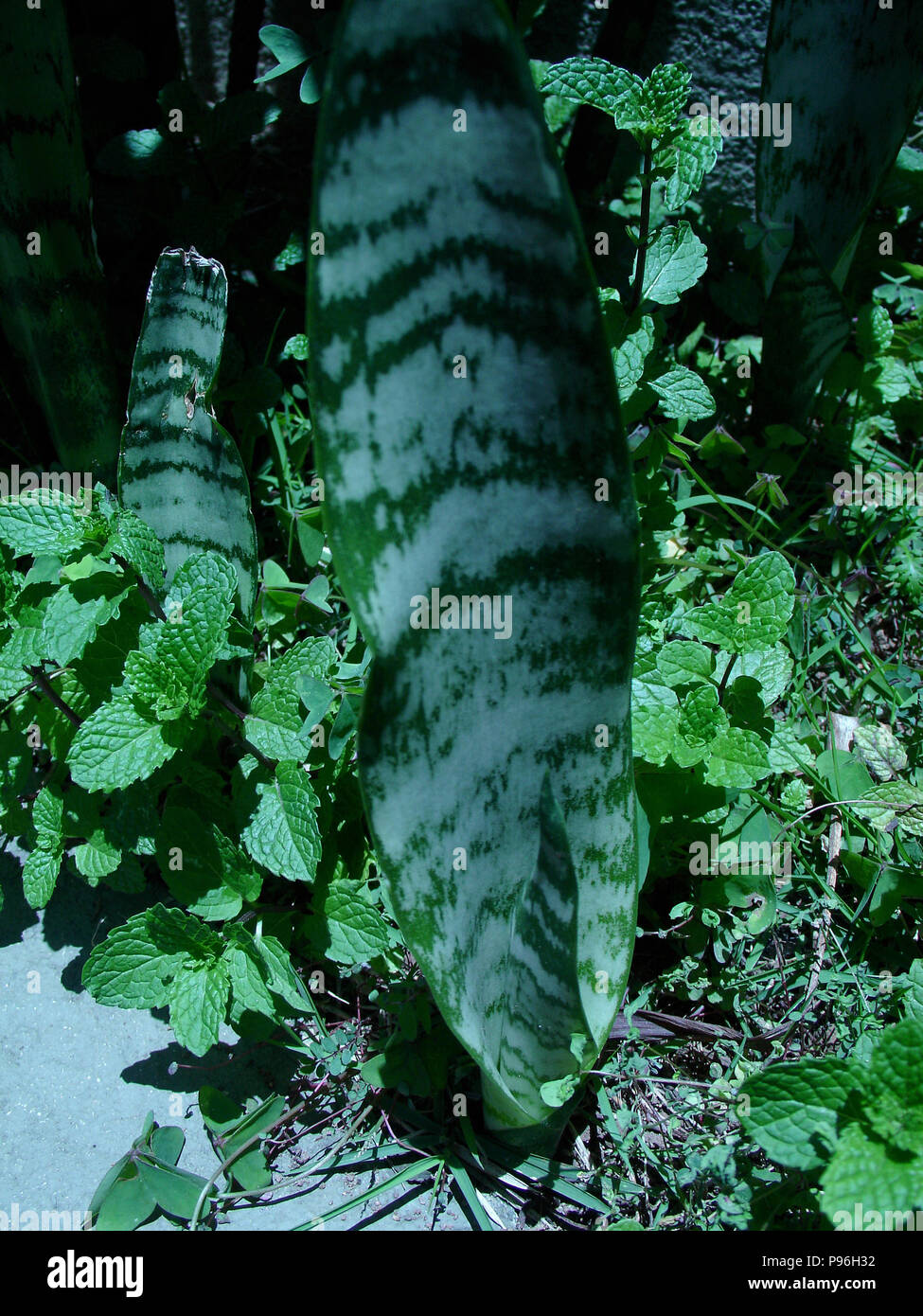 Mint, São Paulo, Brazil Stock Photo - Alamy