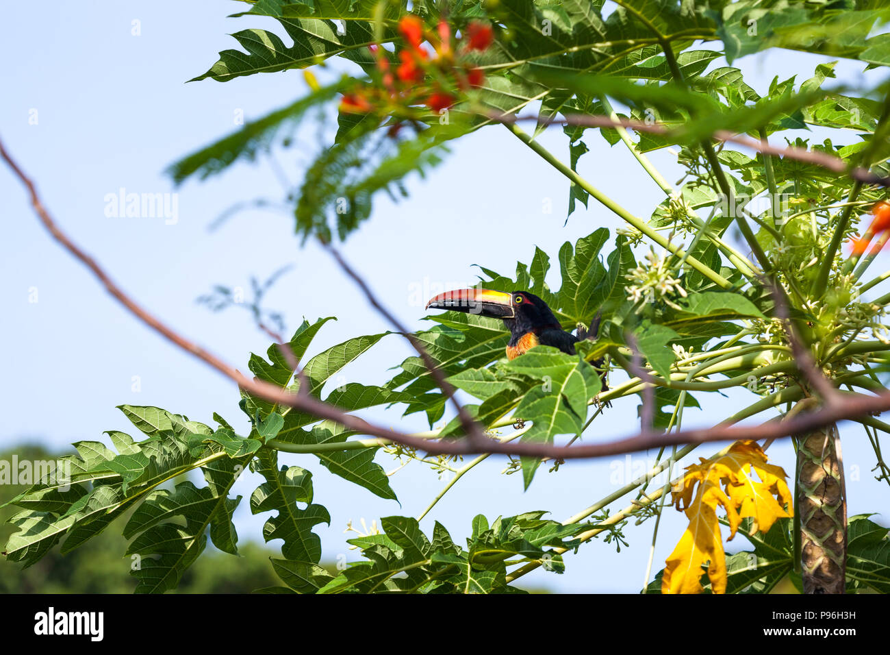 Costa rica papaya tree hi-res stock photography and images - Alamy
