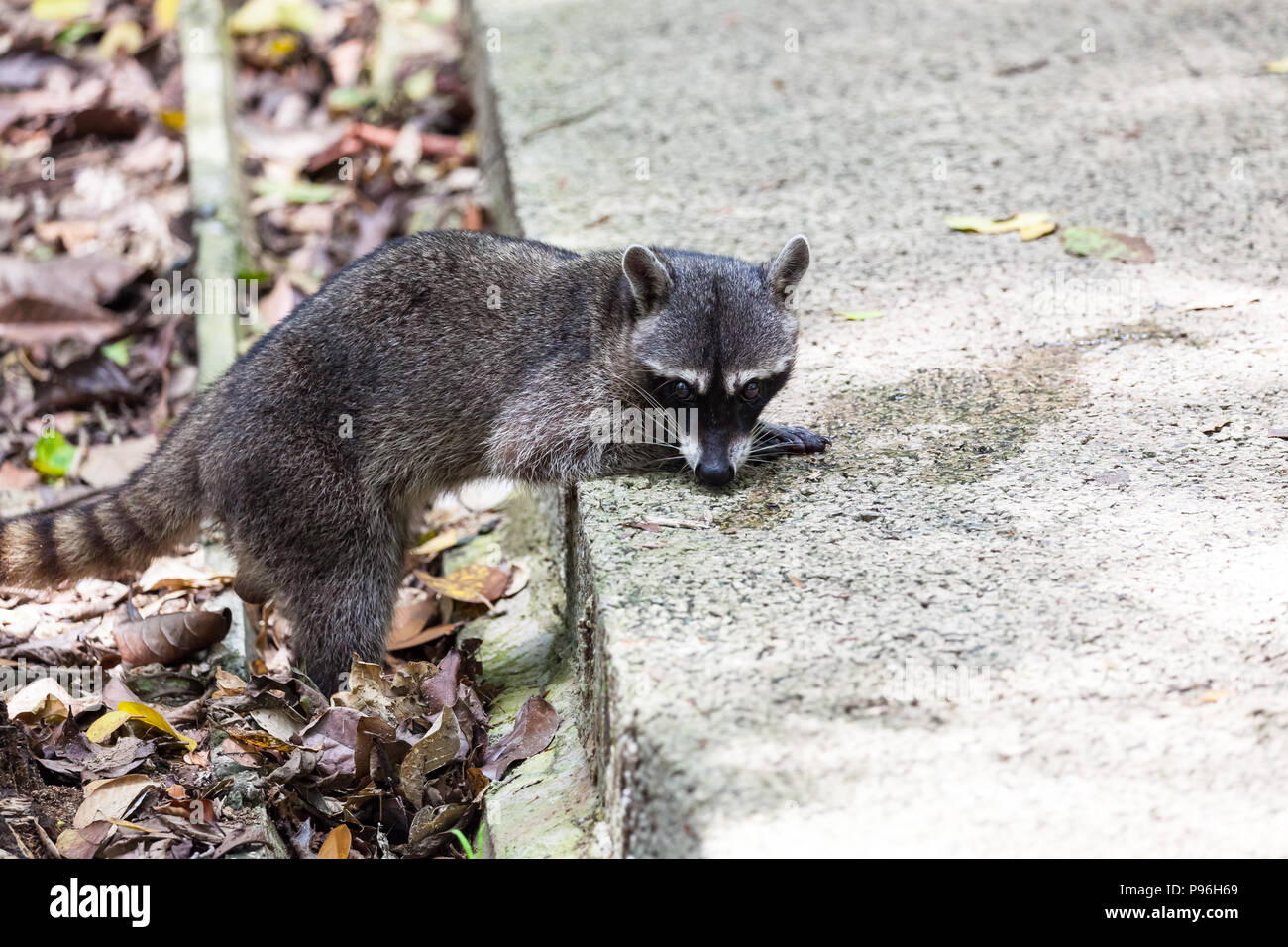 Wildlife in Manuel Antonio National Park in Costa Rica, a wild raccoon ...