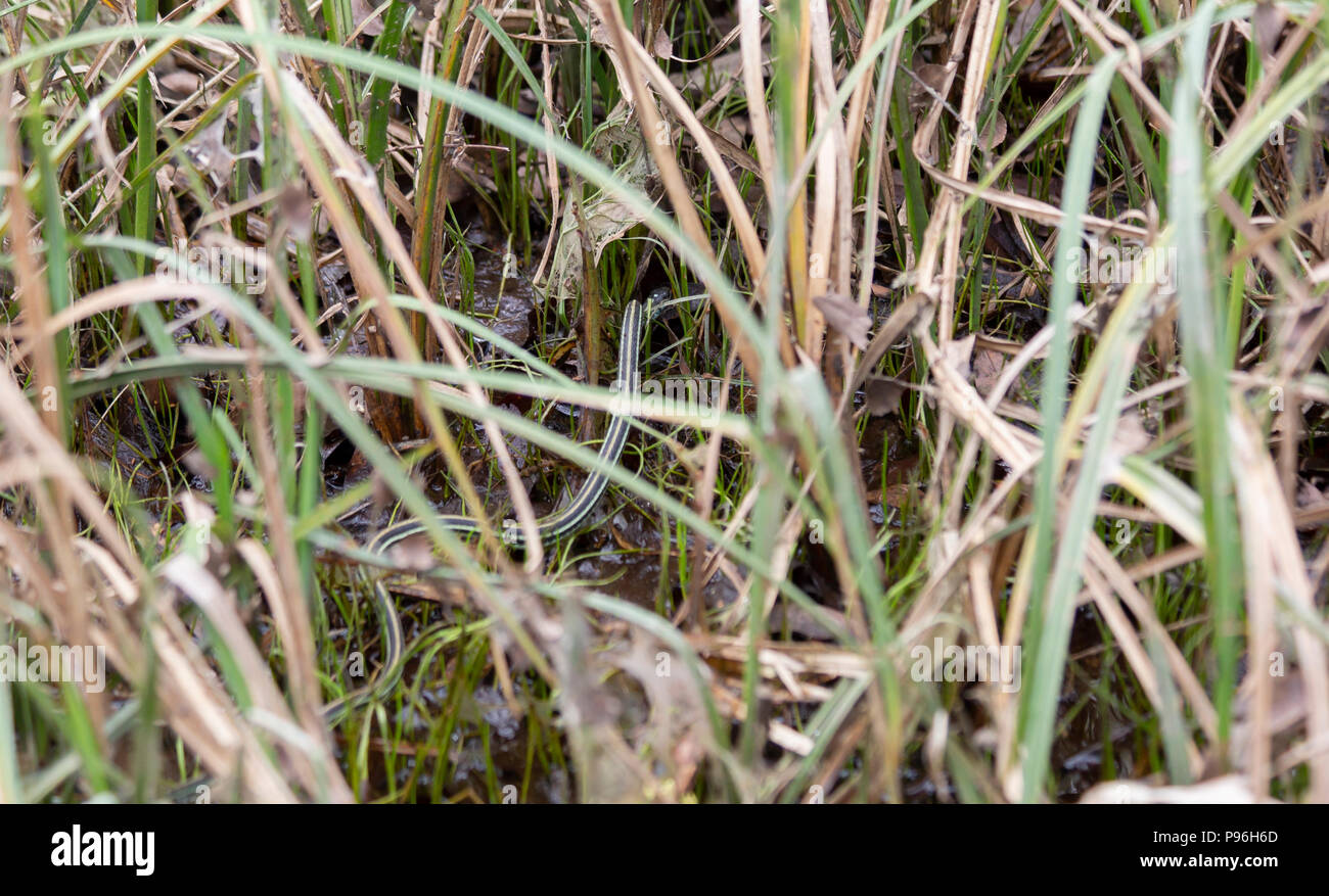 Blue garter snake hi-res stock photography and images - Alamy