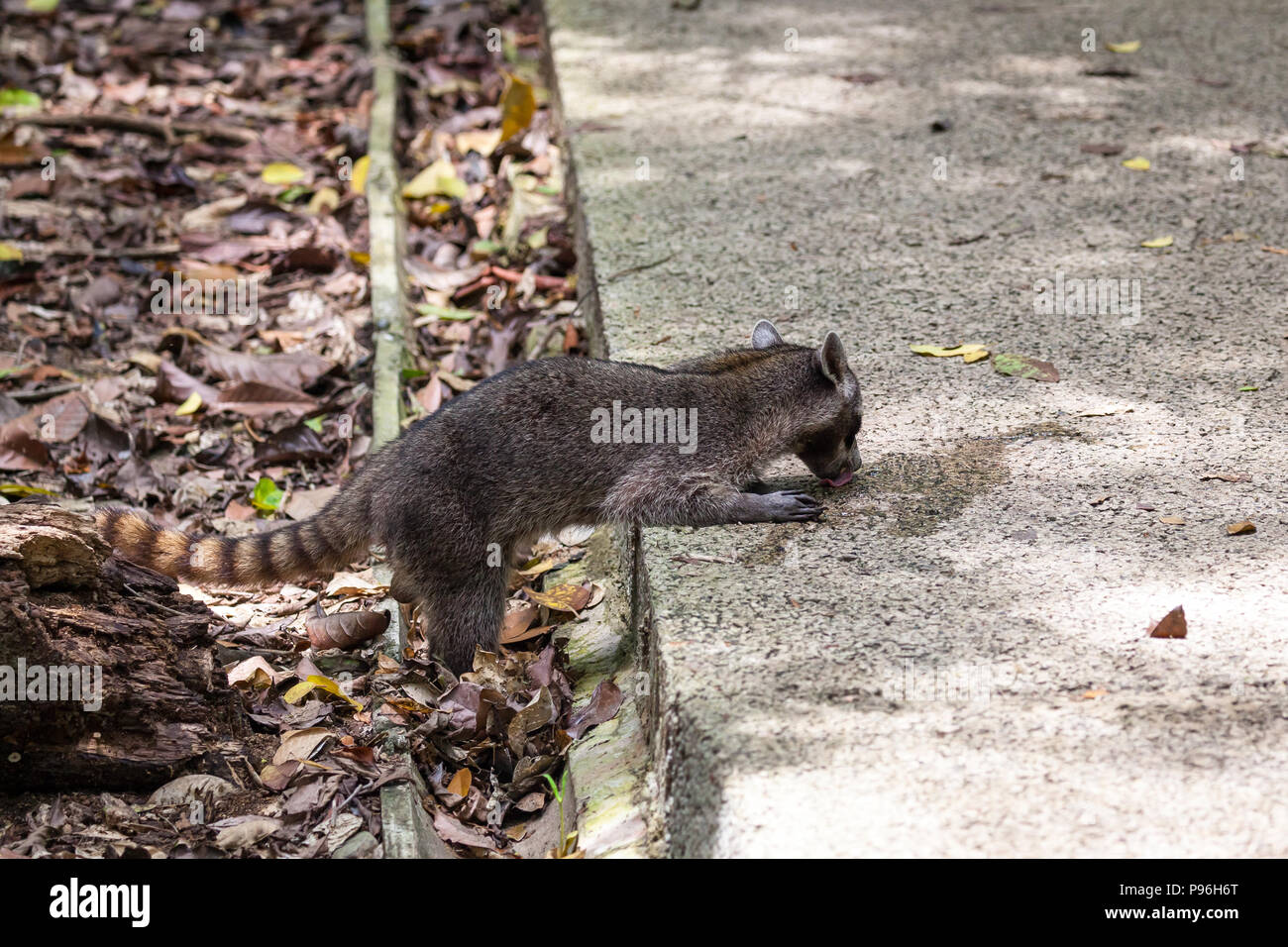 Wildlife in Manuel Antonio National Park in Costa Rica, a wild raccoon ...