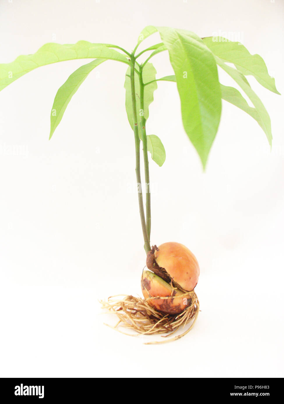 Avocado Seed, São Paulo, Brazil Stock Photo - Alamy