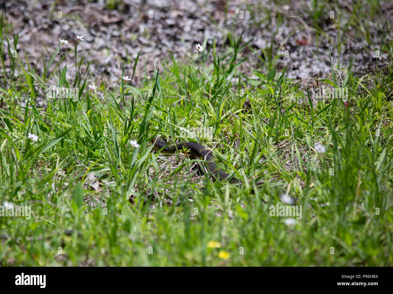 Broad-banded water snake (Nerodia fasciata confluens) slithering away ...
