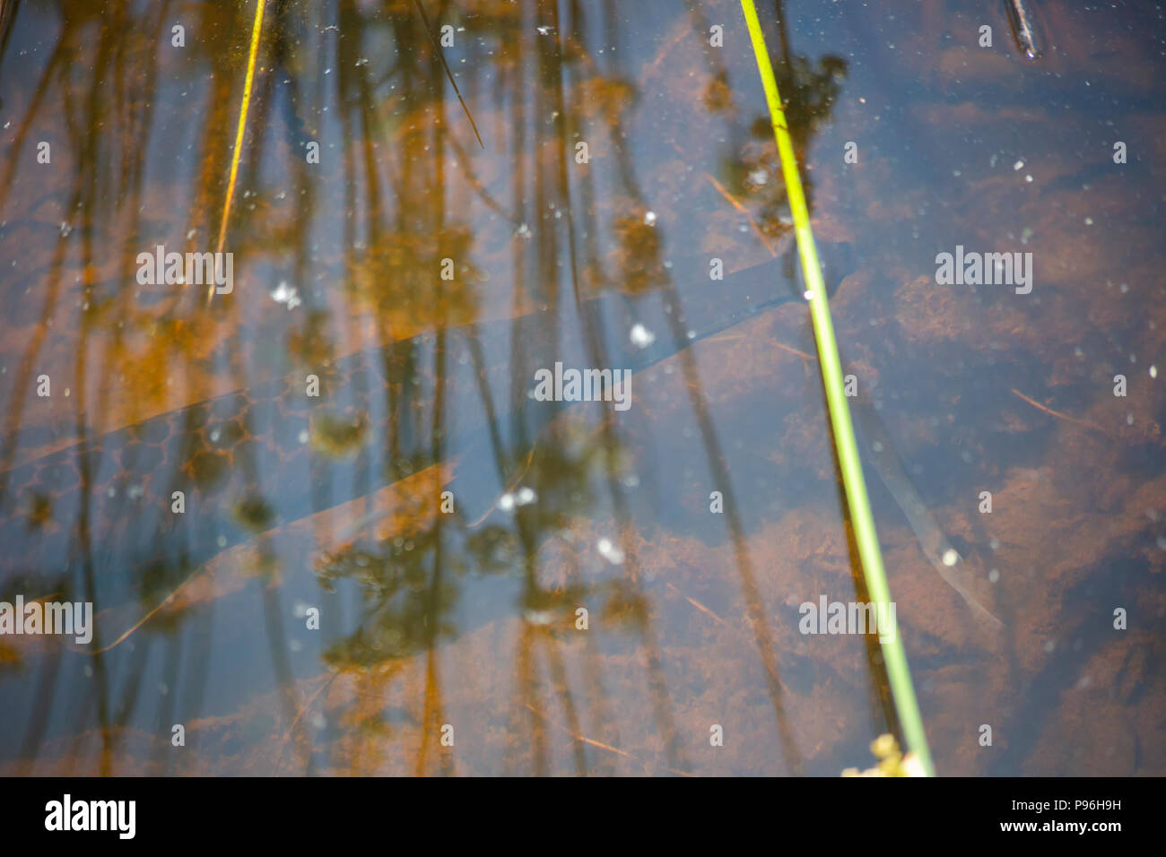 Alligator gar (Atractosteus spatula) swimming in shallow, murky swamp ...