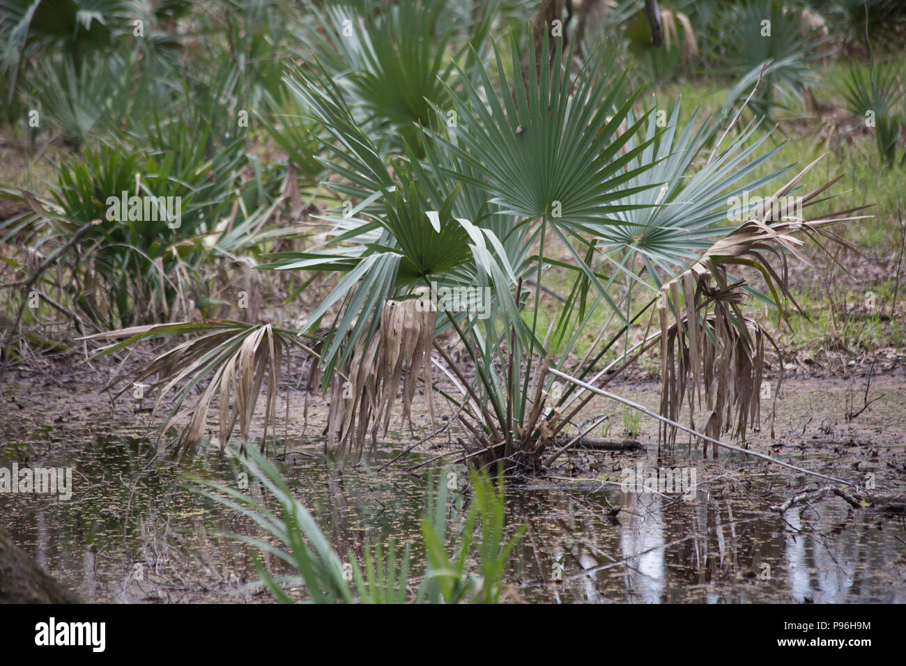 Dwarf palmetto plants growing in shallow swamp water Stock Photo - Alamy