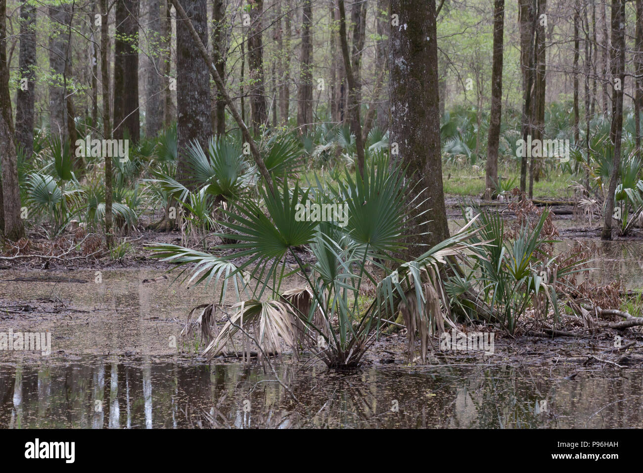 Dwarf palmetto hi-res stock photography and images - Alamy