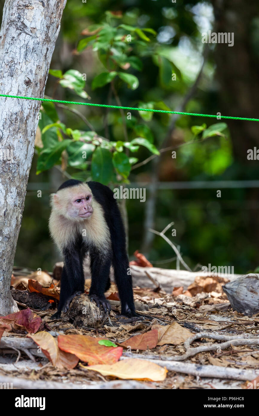 White faced capuchin coconut hi-res stock photography and images - Alamy