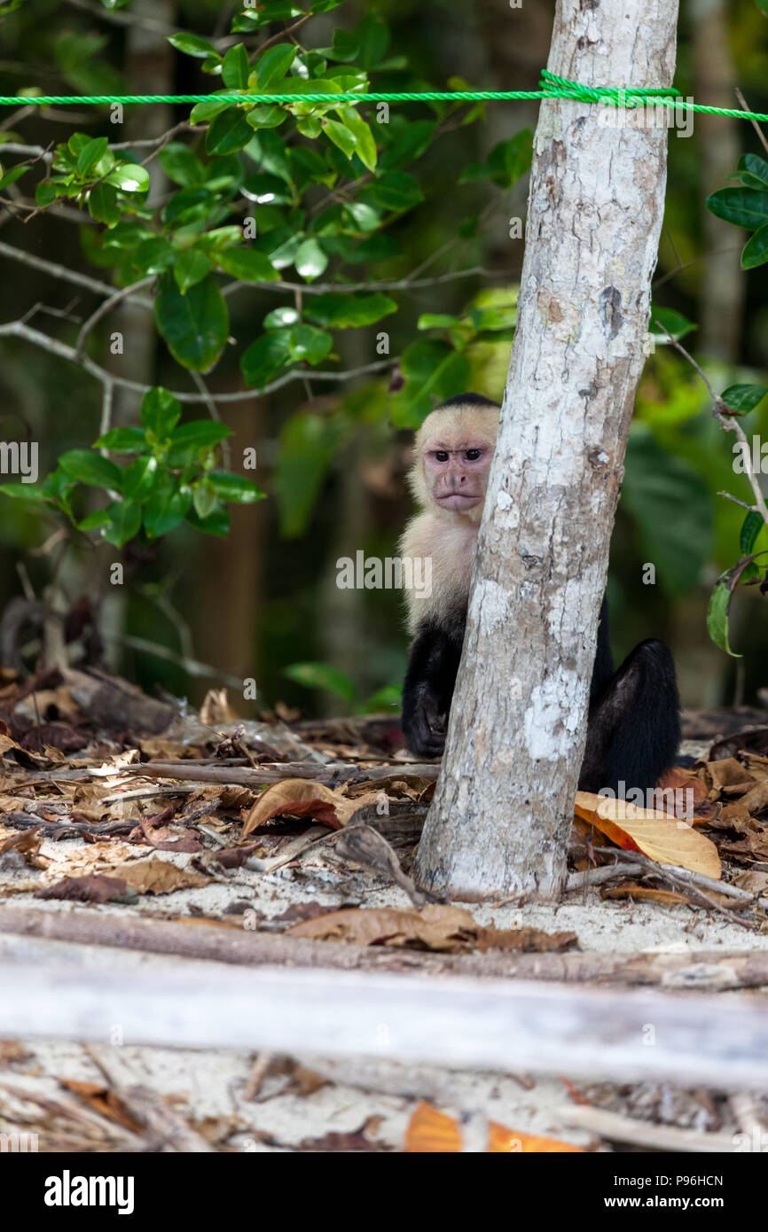 A white faced monkey peeking out from behind a small tree at tourists ...