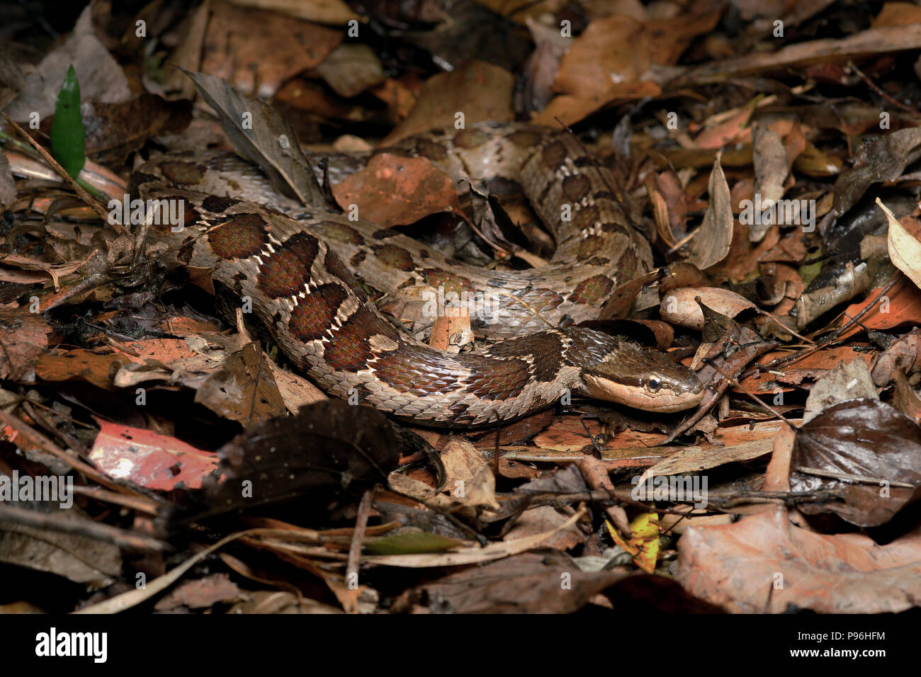 Habu snake hi-res stock photography and images - Alamy