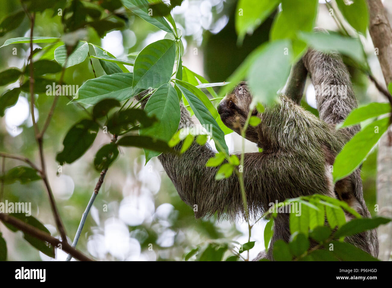 Sloth hanging from tree hi-res stock photography and images - Alamy